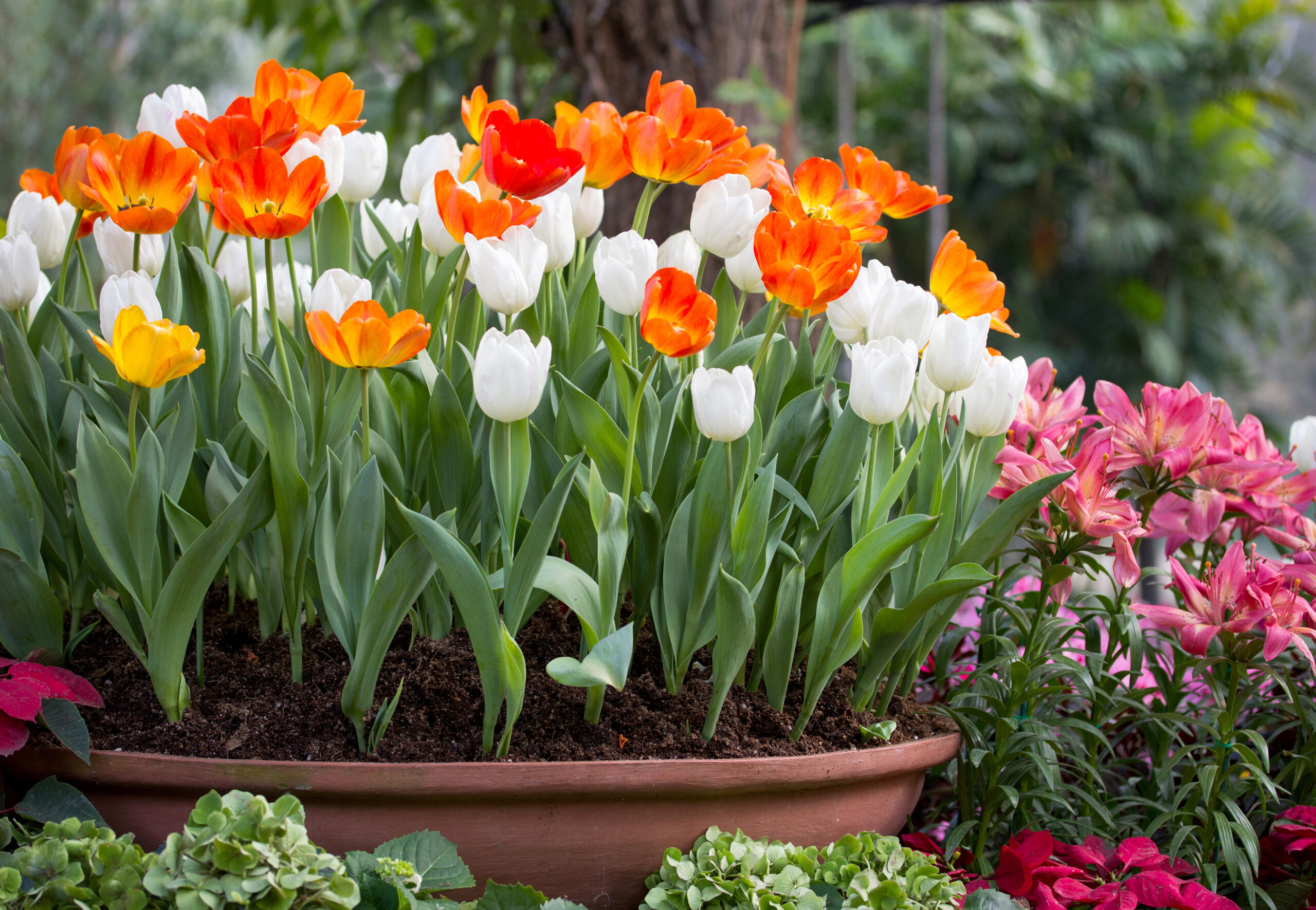 Pro Guide to Planting Bulbs in Containers - Mount Vernon Vessels & Vines